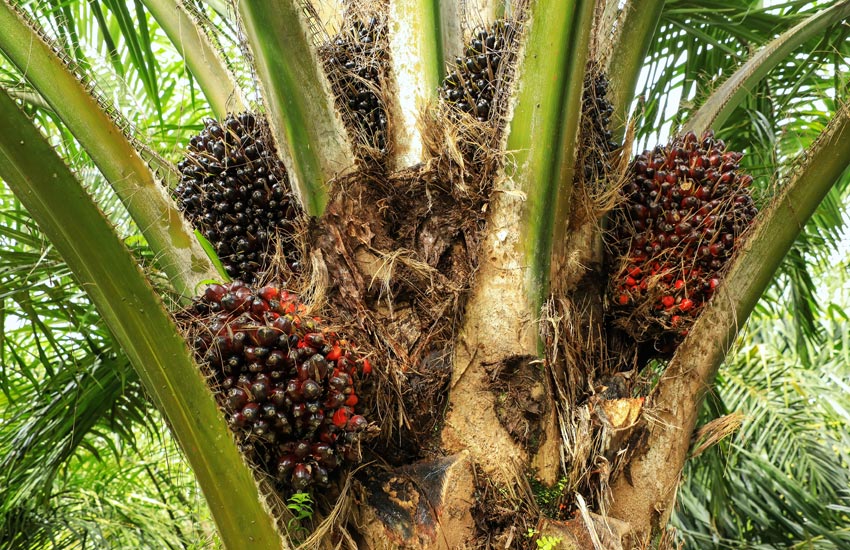 Malaysia To Pilot Blockchain For Sustainable Palm Oil Ledger Insights Malaysia To Pilot Blockchain For Sustainable Palm Oil Ledger Insights