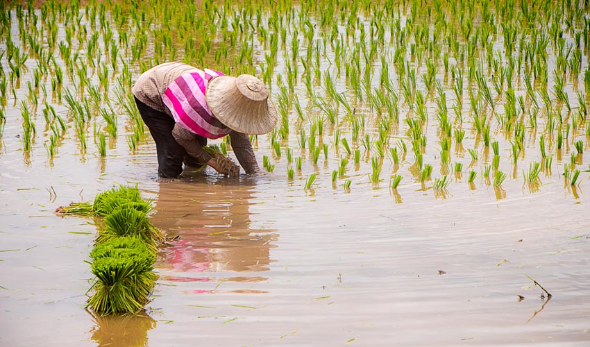 BlocRice uses blockchain to improve Cambodian rice farmer livelihoods ...