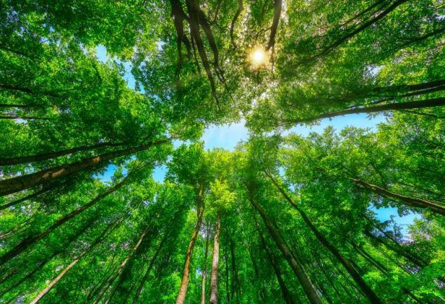 WEF launches blockchain traceability platform for sustainability ...