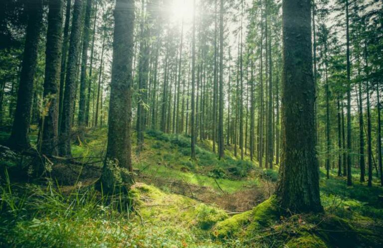 World Bank-backed meta carbon registry CAD Trust launches with Verra ...